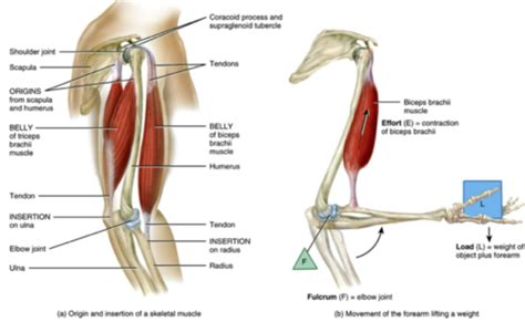 Biol 2301 Chapter 11 The Muscular System Flashcards Quizlet
