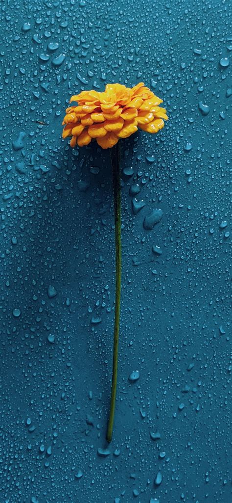 Желтый цветок, синий, капли Обои 1170x2532 iPhone 13, 13 Pro, 12, 12 Pro