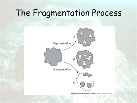 Ppt Habitat Fragmentation Powerpoint Presentation Free Download Id 340168