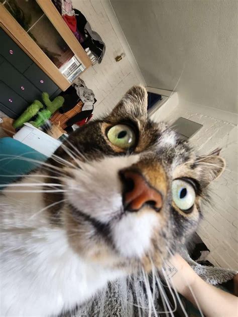 U Like My Cat Bingus Fuck You If You Dont Like Bingus Rambien