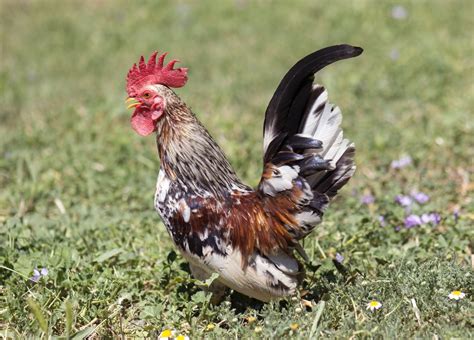 Serama Chickens Class A