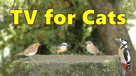 Cat Tv 4k ~ Birds For Cats To Watch Delight ⭐ 8 Hours ⭐ Youtube