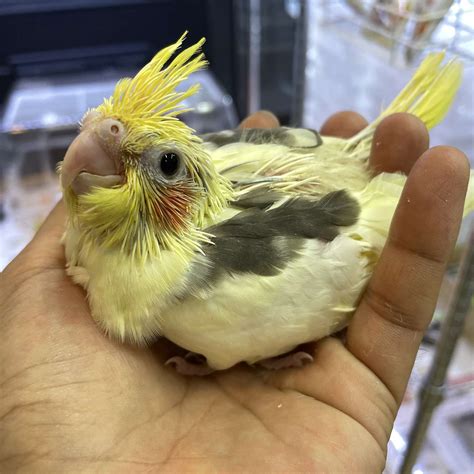 オカメインコの販売 2026年 ペットショップjarepジャレップ 神奈川県小田原市のペットショップ
