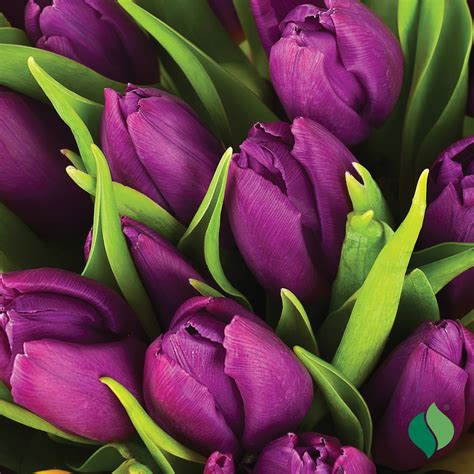 Tulip Purple Flag Degroot