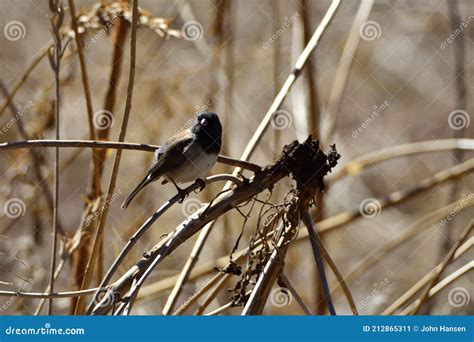 Bird In The Brambles Stock Image Image Of Dried Wildlife 212865311
