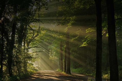 About Us Enhance Your Projects Today — Tree Surveys Tree Consultancy Tree Logic