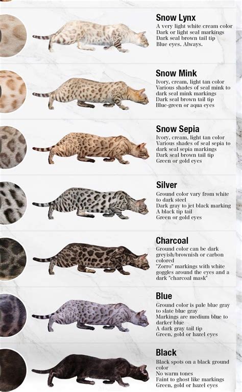 Bengal Cat Colors