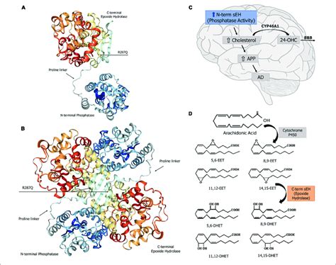 Soluble Epoxide Hydrolase Seh Structure And Known Physiological