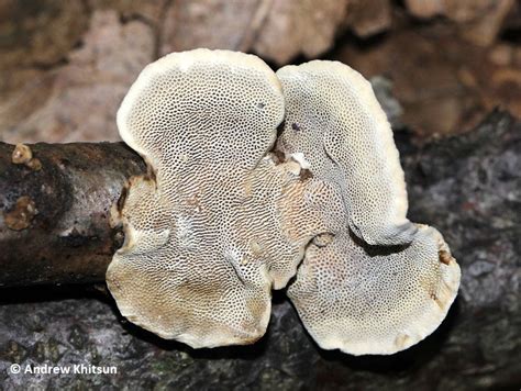 Cerioporus Stereoides