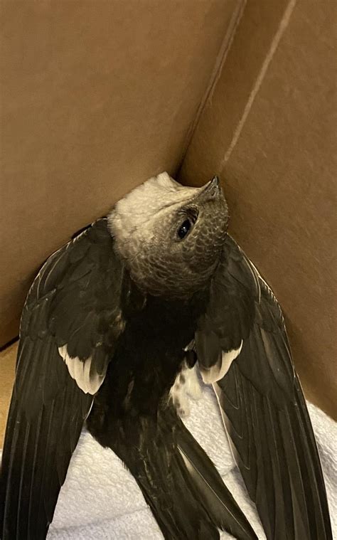 Common Nighthawk Rwhatsthisbird