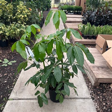 Schefflera Tri State Foliage