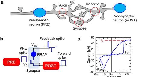 Synaptic Device And Characteristics A Schematic Structure Of Download Scientific Diagram