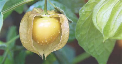 Aunt Mollys Ground Cherry Phd Farm