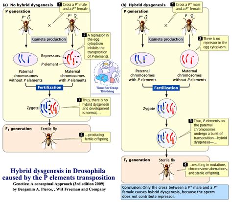 Mcqs On Transposable Elements Bio Technology