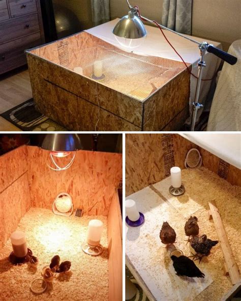 How To Set Up A Chick Brooder Temperature Chart And Supplies