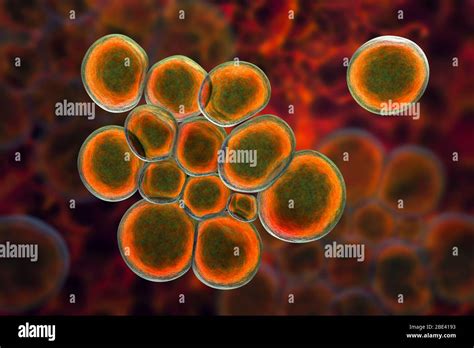 Ureaplasma Urealyticum Bacteria Computer Illustration U Urealyticum