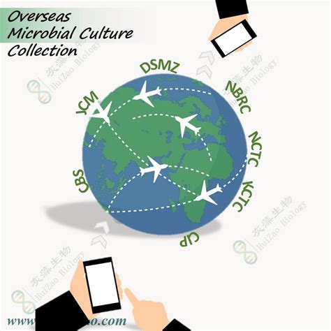 盲肠拟杆菌bacteroides Caecimuris Hzb499415 产品详情 灰藻生物