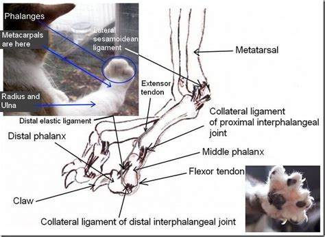 Feline Paw Anatomy