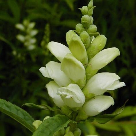 Native Turtlehead 1 Ted Lare Design And Build