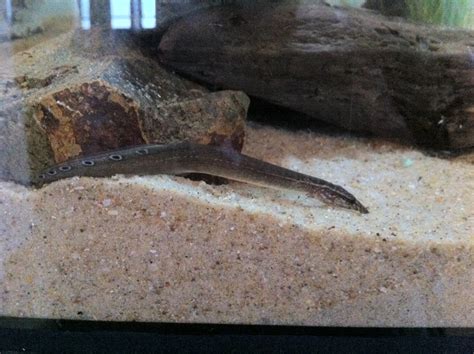 A Better Picture Of My New Spiny Spotted Eel Had Him For 2 Weeks And He Hasnt Even Got A