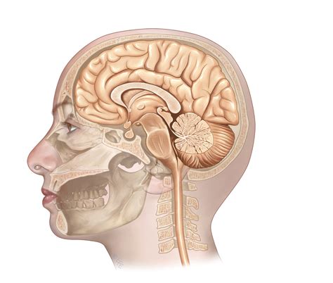 10 Sentralnervesystemet Nervesystemet 2