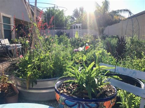 6 Tips For Container Gardening In The Desert Gardening In The Desert