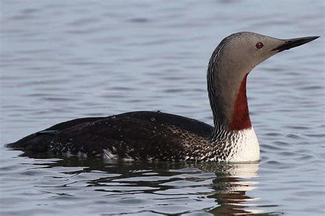 Male And Female Common Loon