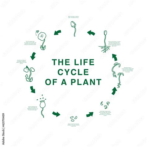 The Life Cycle Of A Plant Cute Illustration Minimal Hand Drawn Style Diagram Germination Stock