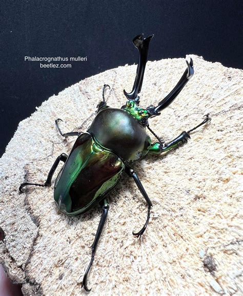 ⭐️ Phalacrognathus Mulleri 🪲 Beetlez ร้านขายด้วงกว่าง
