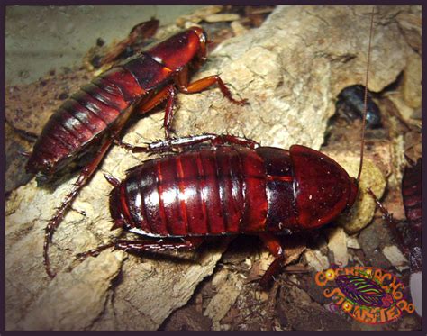 Cockroach Beauty 1 Of 3 By Penanggalan On Deviantart