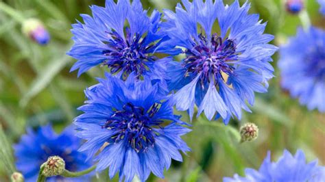 How To Grow And Care For Cornflower Bachelor Buttons