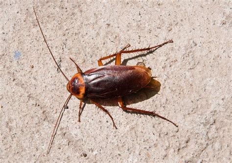 The Lobster Cockroach The Invasive Species That Has Chosen Spain To