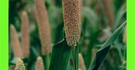 How To Plant Millet A Step By Step Guide