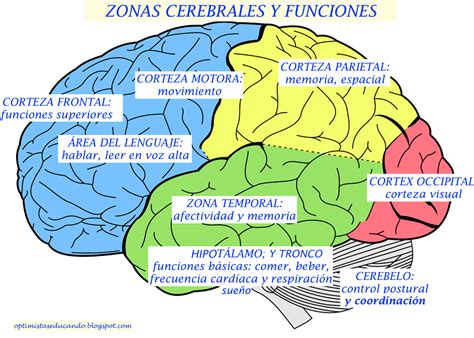 Optimistas Educando Y Amando Con Ciencia Mª José Calvo NeurobiologÍa