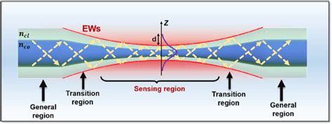 Schematic Of Basic Tapered Fiber Structure Download Scientific Diagram Schematic Of Basic Tapered Fiber Structure Download Scientific Diagram