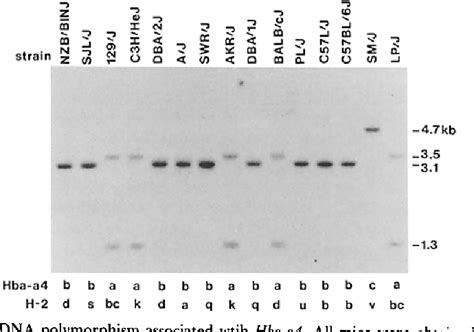 Figure 1 From The Alpha Globin Pseudogene On Mouse Chromosome 17 Is
