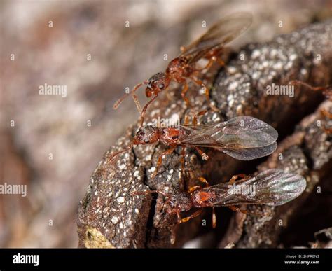 Queen Red Ant In House