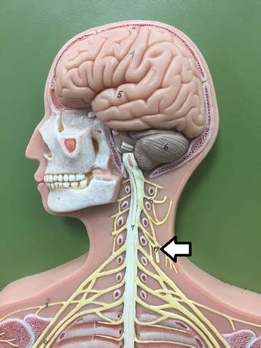 Branches Of Cervical Plexus Flashcards Quizlet