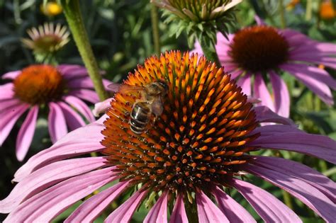 Echinacea Purple Flower Insect Pollination Free Image From