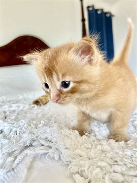 Kitty Cat Cam