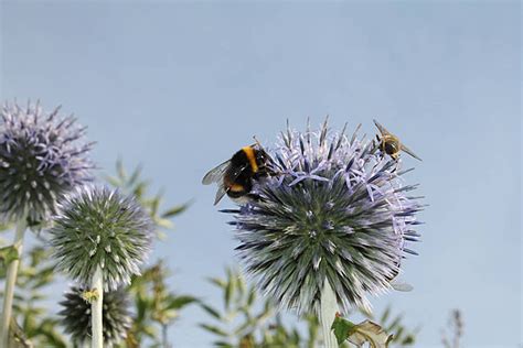 A Bumblebee Insect Bubble Graphic Vector Insect Bubble Graphic Png