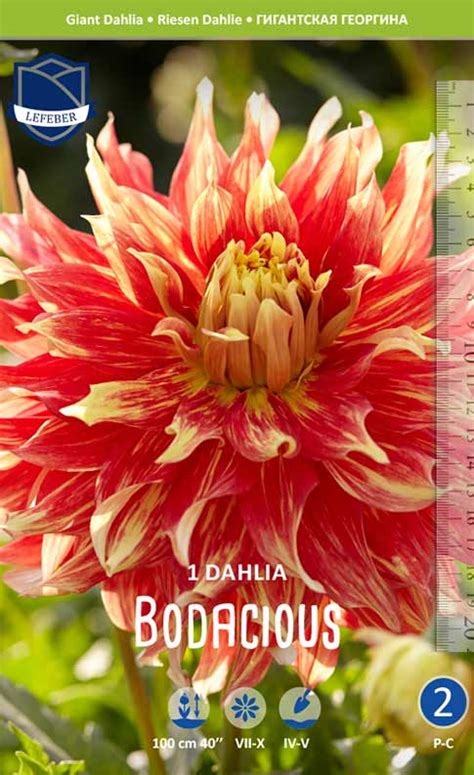 Георгина Bodacious Lefeber купить в Минске Гомеле Витебске Могилеве Бресте Гродно Цена