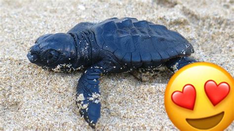 Weak Turtle From Golden Bay Nest Released Into Wild After Making A Full