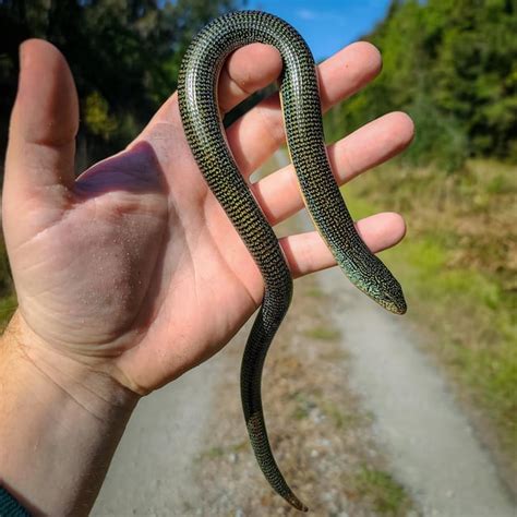 Cool Eastern Glass Lizard I Found A While Back I Had To Convince Most People That I Showed