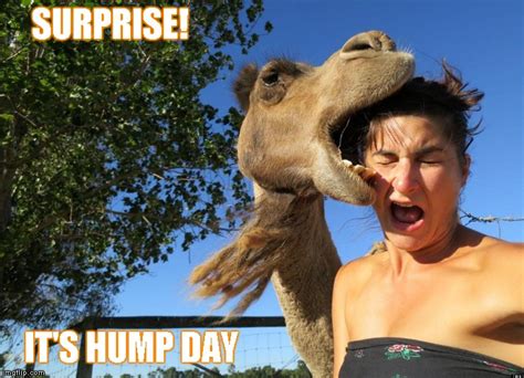 55 Funny Hump Day Memes To Get Through The Workweek Develop Good Habits