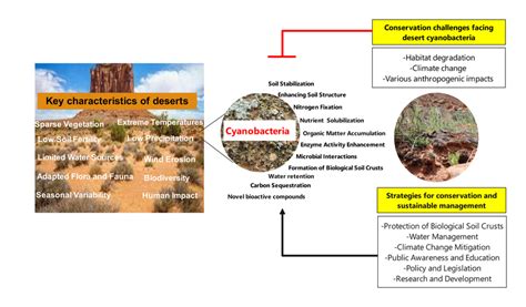 Pdf Resilient Pioneers The Ecological Role Of Cyanobacteria In
