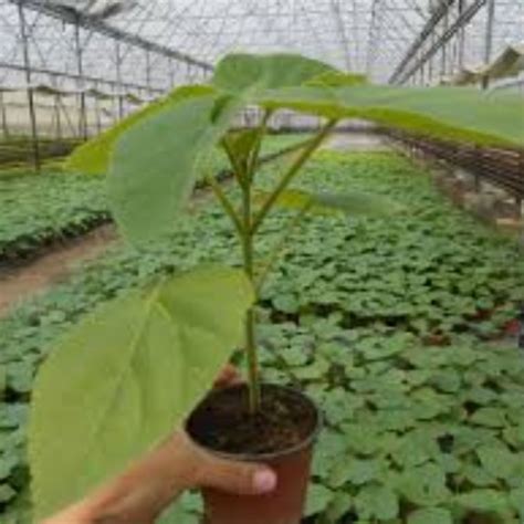 خرید و قیمت بذر درخت پالونیا الونگاتا از غرفه ایران بذر