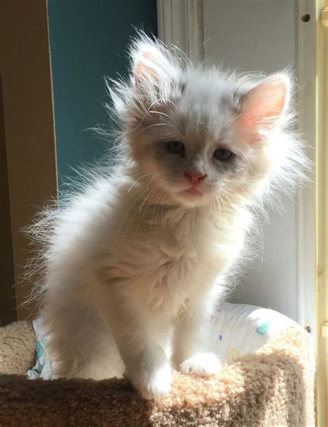 New Fuzzy Kitty Photography