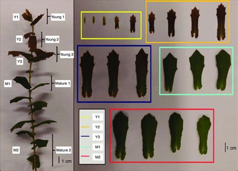 Leaf Developmental Stages Of Hakea Prostrata Leaves Were Classified