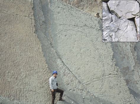 Giant Archaeonassa Like Ichnogenus And Gastropod Trails Right Up